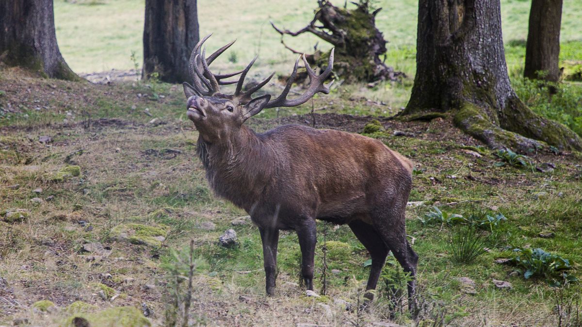 Red Deer Trail | Black Forest Tours